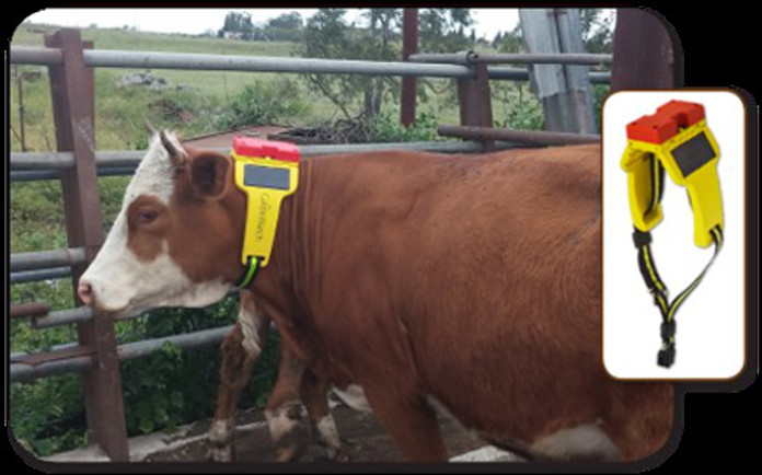 Las vacas conectadas también usan wearables