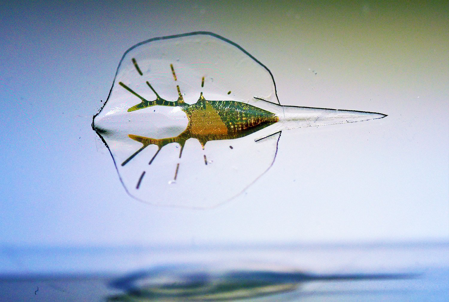 La última creación del MIT es un pez raya robótico y biológico