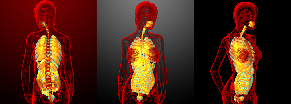 El nuevo órgano del ser humano se llama Mesenterio
