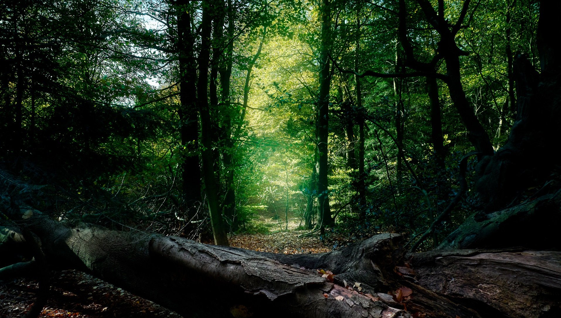 Trillion Tree Campaign o el poder de los árboles para borrar emisiones