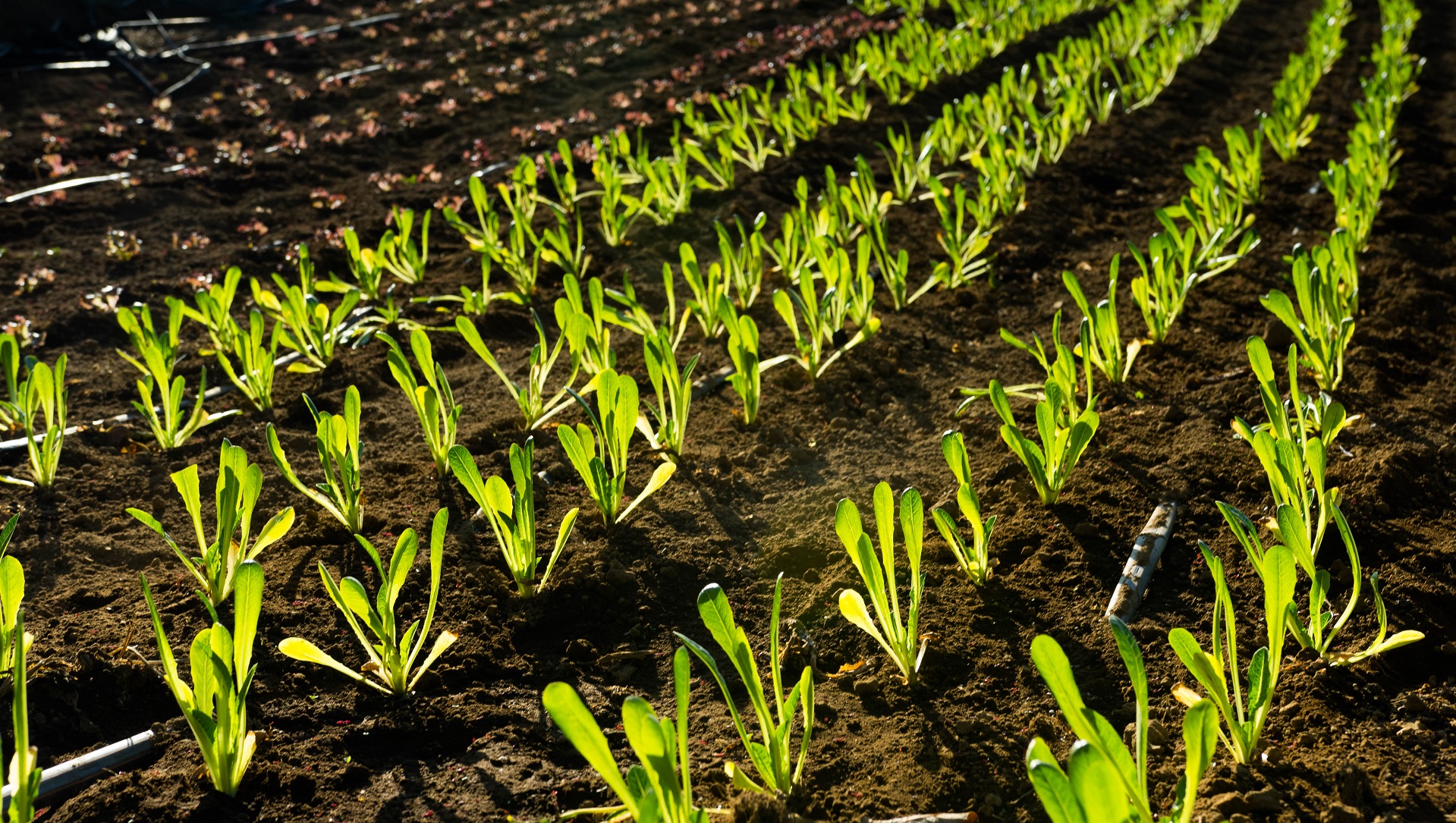 Vegebot: un robot entrenado para cosechar lechuga