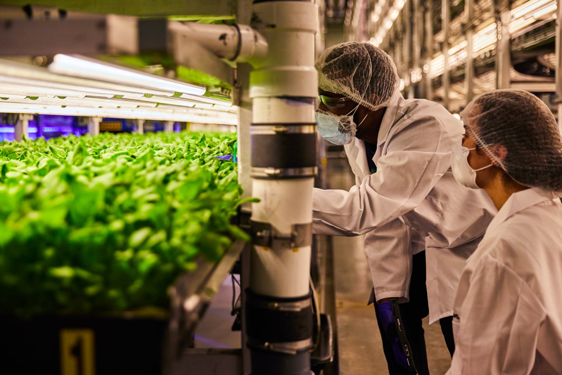 Granjas verticales para garantizar alimentos para todos